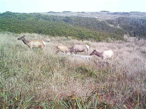 Tule Elk Receive Supplemental Water Amid Extreme Drought Nps