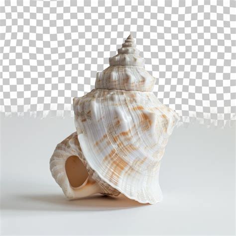 A Sea Shell With A Shell And The Word Sea Shell On It Premium Ai Generated Psd