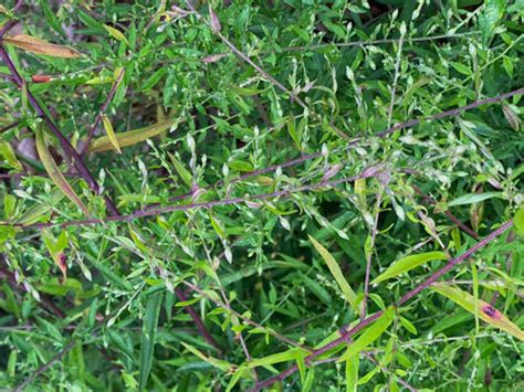 Weed Id Weed Or Aster