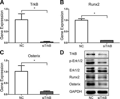 Erkrunx2osterix Expression After Trkb Knockdown Download Scientific Diagram