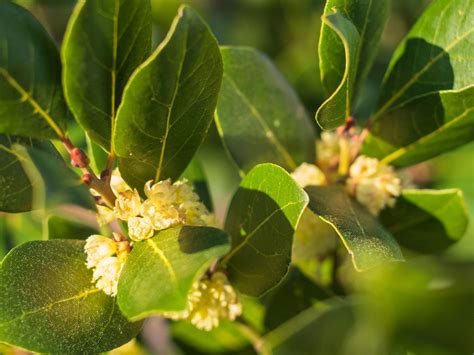 Laurel Bush Wallpapers Wallpaper Cave