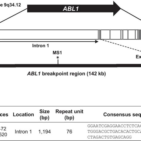 Vntr Analysis Of Abl1 Breakpoint Cluster Region A Schematic Of The