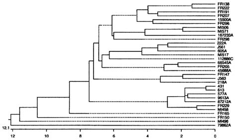 Phylogenetic Tree Of 32 Irish H Pylori Isolates The Neighbor Joining