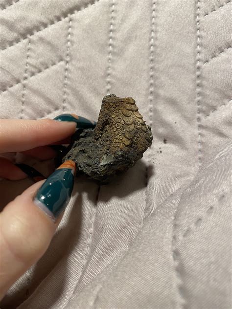 Is This A Fossil R Fossilid