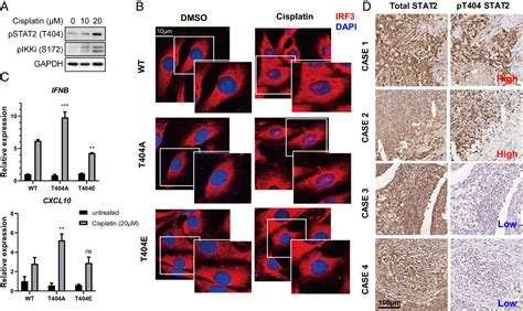 Stat2 Hinders Sting Intracellular Trafficking And Reshapes Its