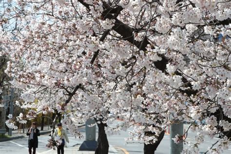 [전국 축제자랑]팔도 벚꽃 마스크 벗은 봄만 기다렸다 머니투데이