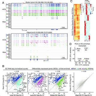 Motif Enrichment Analysis Identifies Candidate TF Regulators Of Download Scientific Diagram