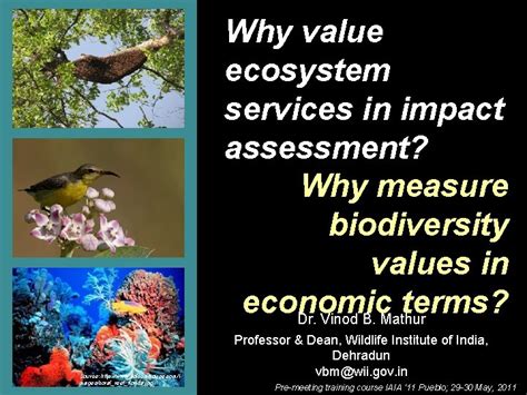 Why Value Ecosystem Services In Impact Assessment Why