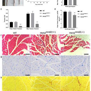 Force Frequency Relationships Of The Three Motor Unit Types In Control Download Scientific