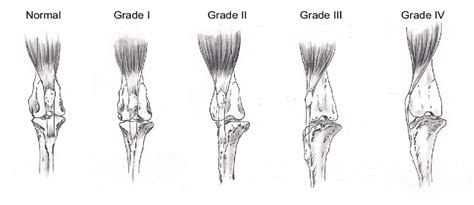 The Low Down On Medial Patella Luxation Peak Animal Physio