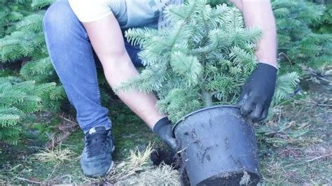 Пихта Нордмана в горшке премиального качества - купить с доставкой по ...