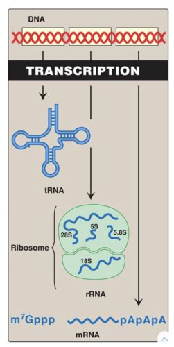 Genetics RNA Protein Flashcards Quizlet