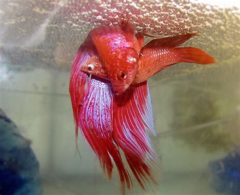 How Many Betta Fish In A Tank No Males Together PetAquariums