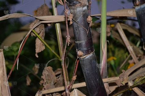 一个紫色的甘蔗。