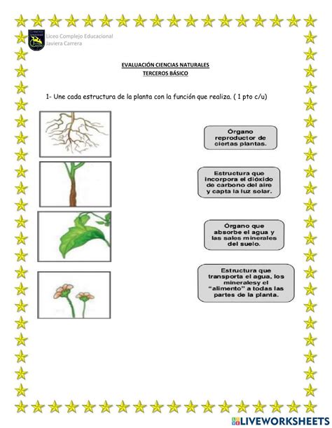 Prueba Ciencias Naturales Las Plantas Worksheet Ciencias De La