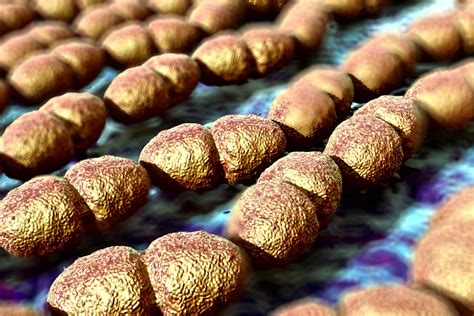 Enterococcus Faecalis Infection Biol 230 Lecture Guide Enterococcus