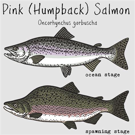 Types Of Salmon In Alaska Full Descriptions Of All 5 Kinds