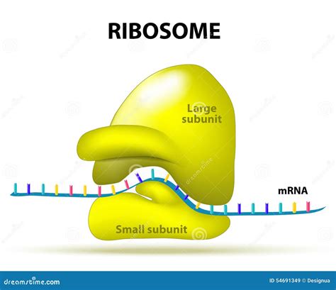 Ribosome Stock Vector Illustration Of Science Occurs 54691349