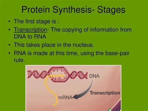 Protein Synthesis Takes Place In The Nucleus At Eric Shipley Blog