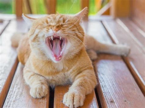 Cat Bleeding From Mouth Causes Treatment And Prevention