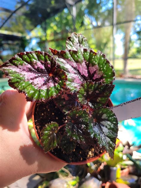 Begonia Rare Limited Release Comic Con Etsy