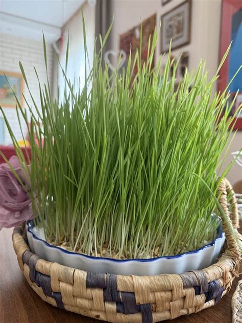 Nino ჩემნაირი ფაფარაშლილი შეშლილი ჯეჯილი გავზარდე გაბარიტებში რო წარმოიდგინოთ სიმაღლე 31