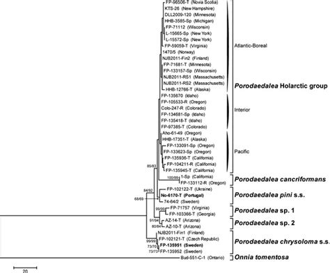 Consensus Tree Of The Concatenated Data Set Of Partial Sequences