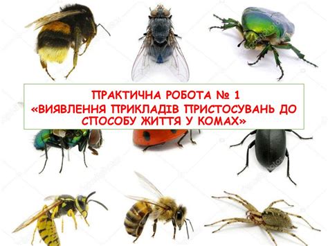 Виявлення прикладів пристосувань до способу життя у комах Практична робота №1 7 клас