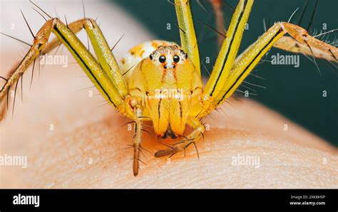 Yellow Striped Lynx Spider On Human Skin Close Up Of Insect Photo