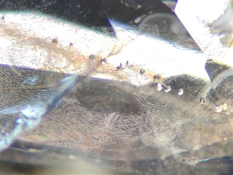 Synthetic Sapphires Global Gemology And Appraisals Premier Jewelry Valuation Services