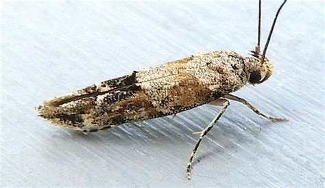 Moth Mompha Stellella Bugguide Net