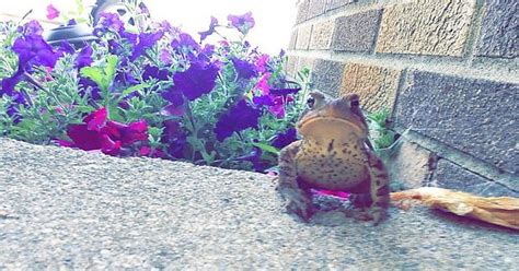 My Grumpy Toad Friend That Lives On My Porch Imgur
