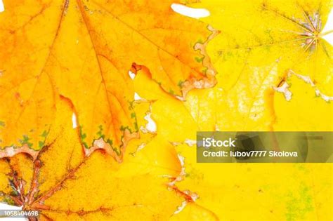 흰색 바탕에 노란 단풍나무가을 구성 나뭇잎 평면 위치 최고 보기 복사 공간 가을에 대한 스톡 사진 및 기타 이미지 가을 개념 경관 Istock