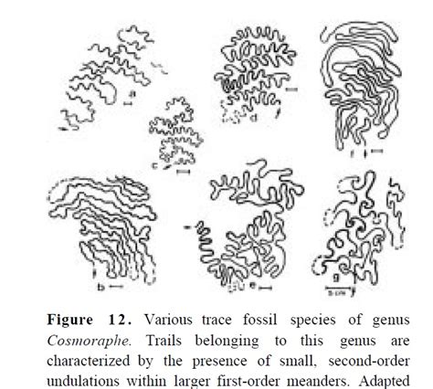 Trace Fossil Help Fossil Id The Fossil Forum
