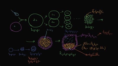 ემბრიონული ღეროვანი უჯრედები Youtube