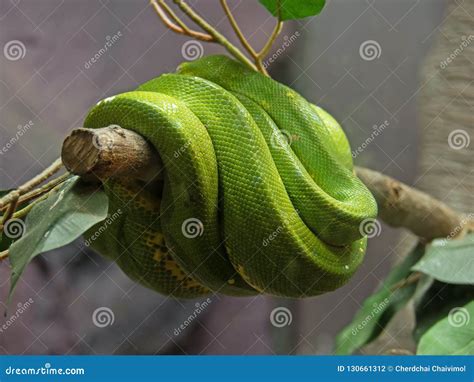 Close Up Green Tree Python Coiled Around A Branch Stock Photo Image Of Indonesia Jungle