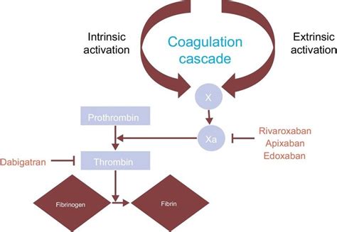 Mechanism Of Action Of NOAC Download Scientific Diagram