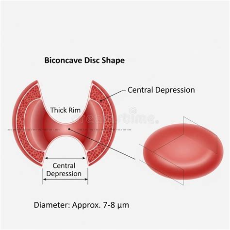 Central Depression Diameter Approximately 7 8 Micrometers Stock