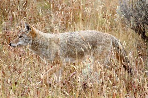 Coyote Canis Latrans Comiendo Un Roedor En Un Parque De Piedras