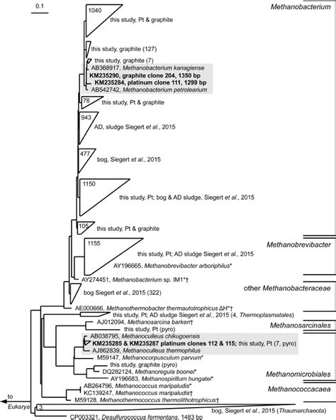 maximum parsimony tree based on the silva tree 115 29 with sequences