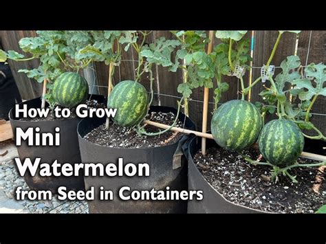 Mini Watermelon Plants