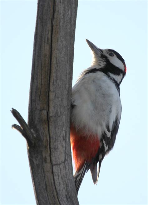 Птица с красным хвостом 28 фото красивые фото и картинки Pofoto Club