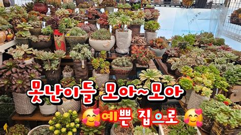 해도 해도 끝이 없는 분갈이모아폭풍예쁜집화분갈이 Youtube