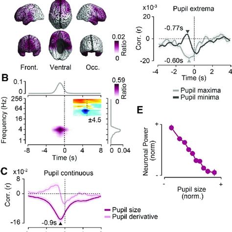 cross correlation of pupil size and local cortical population activity