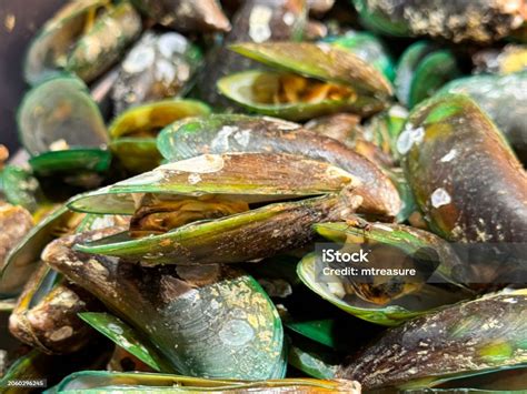 어시장 생선 장수 진열대에서 갓 잡은 조개 더미의 전체 프레임 이미지 삶은 녹색 입술 홍합 높은 곳의 모습 전경에 초점 녹색에 대한 스톡 사진 및 기타 이미지 Istock