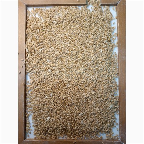 Продаем пшеницу 4 класс купить пшеницу 4 класс Воронеж —