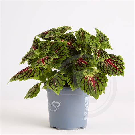 Coleus "Glassworks spacecake" fra byGrowers – Leveret med nemlig.com