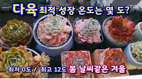 봄인 줄 착각하겠어요 다육성장온도어메이징그레이스챔피언휴밀리스멕시코스노우볼 Youtube
