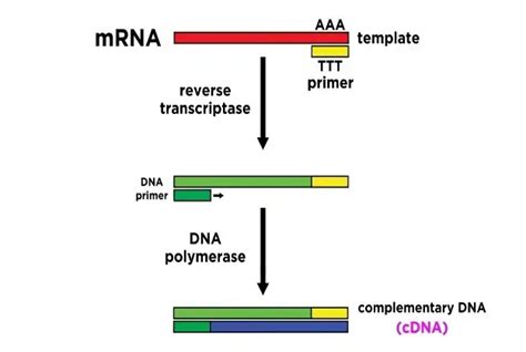 Analysing Gene Expression By Microarray Technique ~ Biotechfront