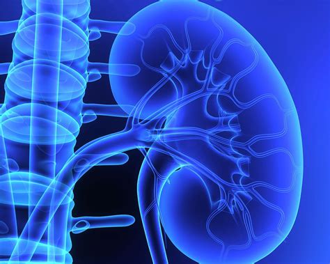 Checkmate 9er Hits Efficacy Targets In Frontline Advanced Rcc